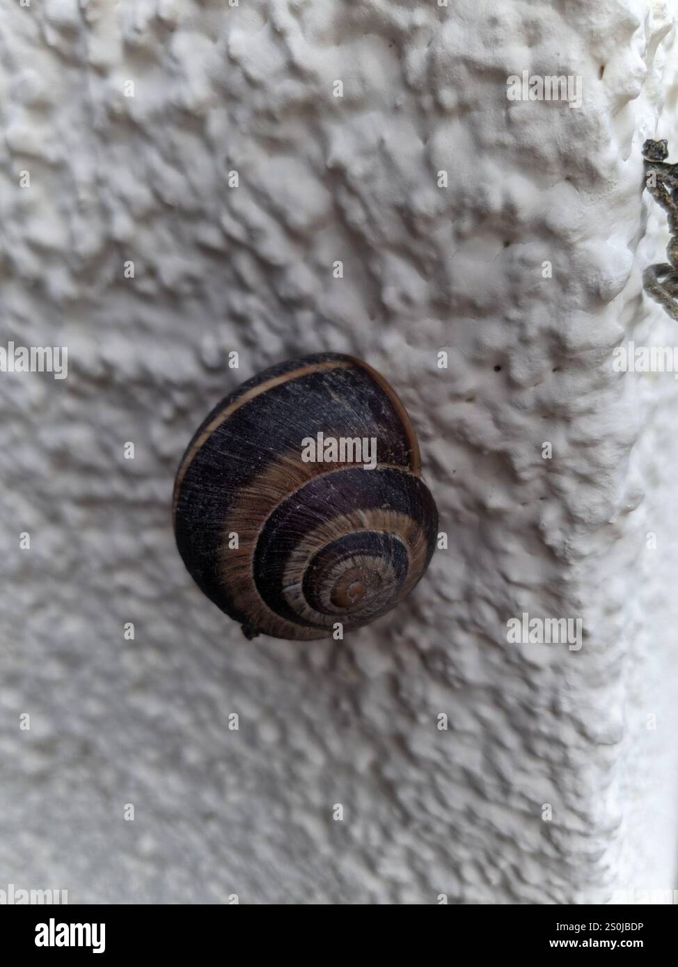 Turkish snail hi-res stock photography and images - Alamy