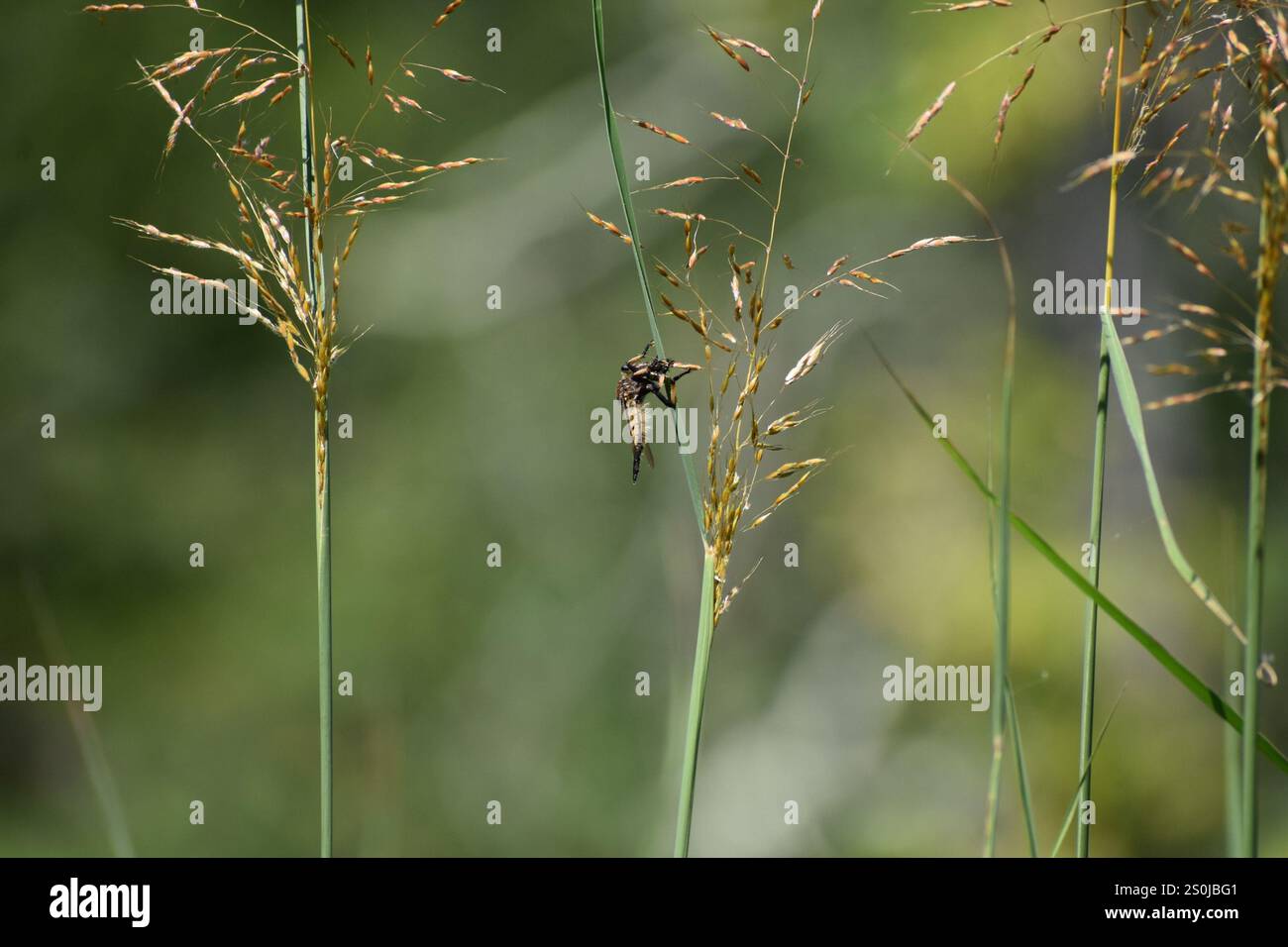 Red-footed Cannibal Fly (Promachus rufipes Stock Photo - Alamy