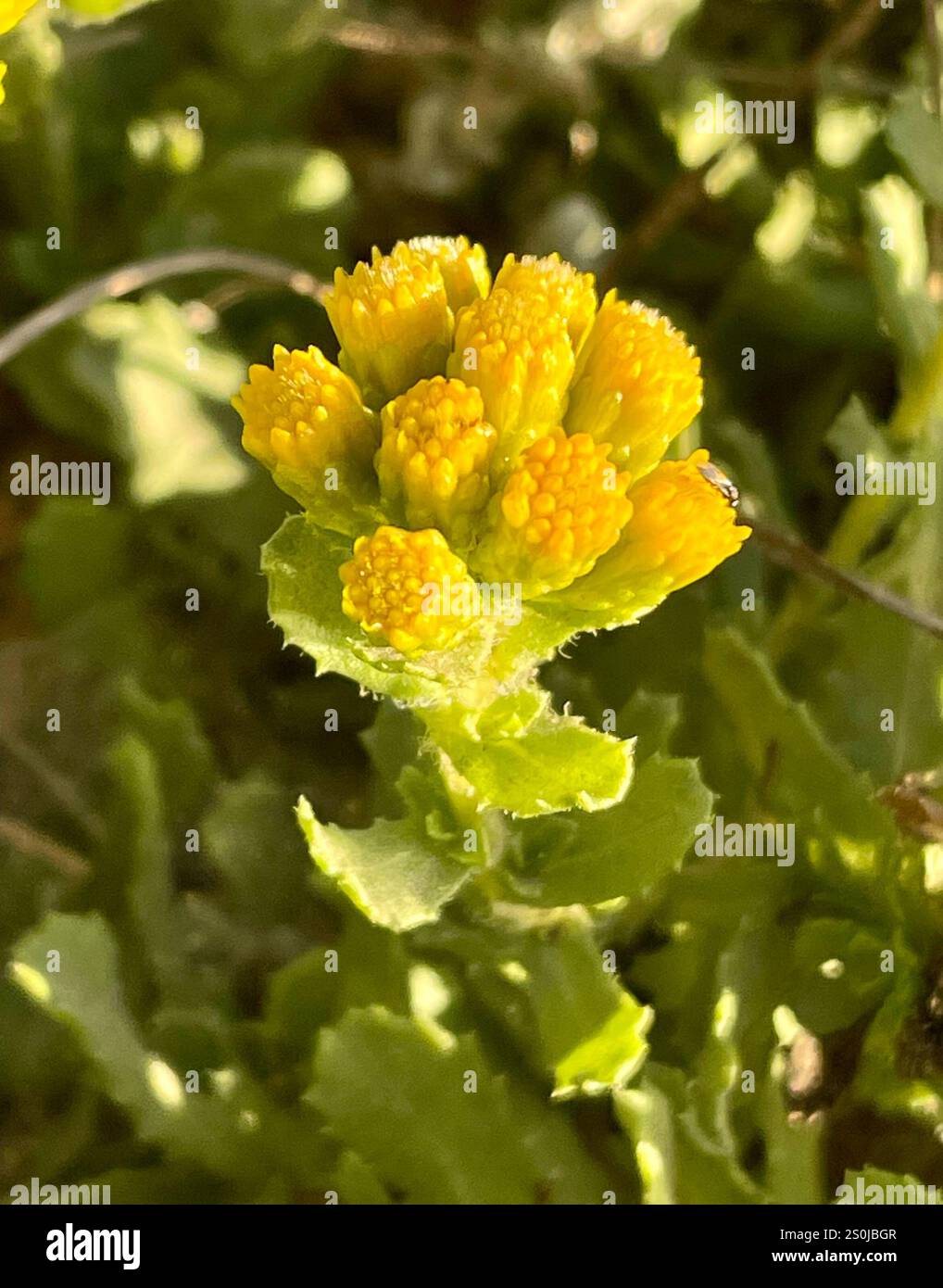 Coastal Goldenbush (Isocoma menziesii Stock Photo - Alamy