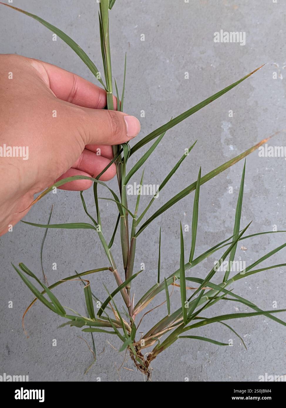 mat sandbur (Cenchrus longispinus Stock Photo - Alamy