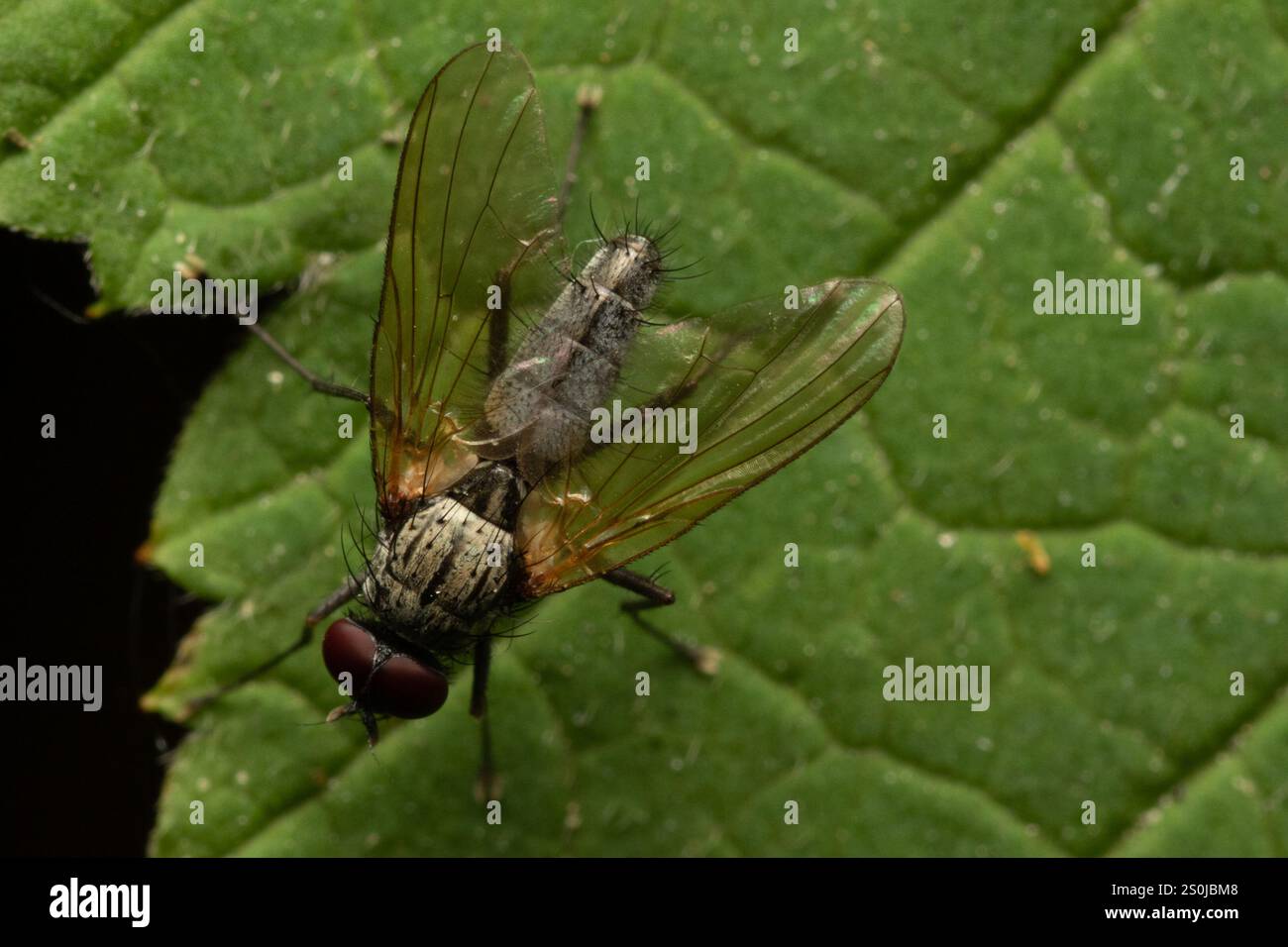 Root-maggot Flies (Anthomyiidae Stock Photo - Alamy