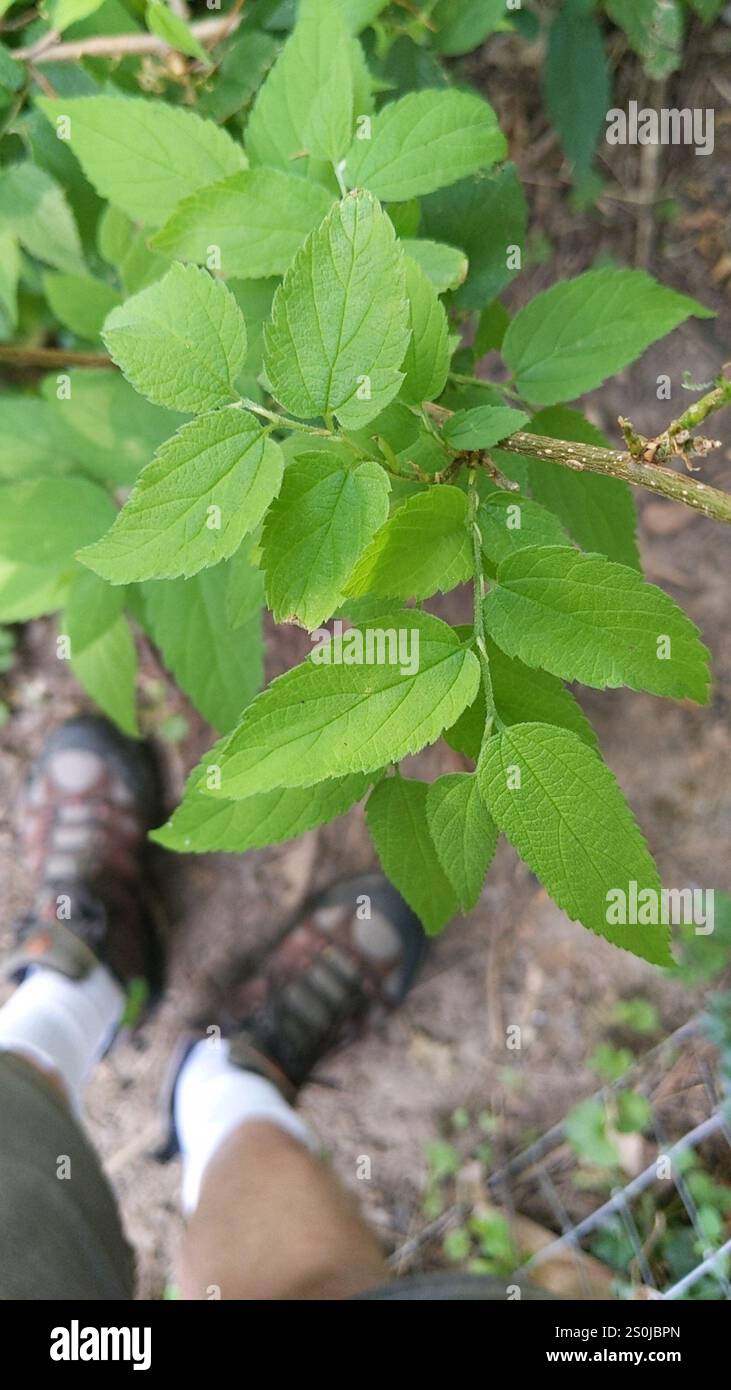 common hackberry (Celtis occidentalis Stock Photo - Alamy