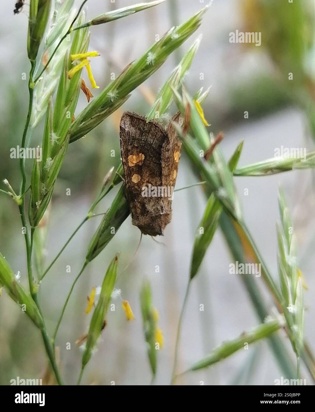 Ear Moth (Amphipoea oculea Stock Photo - Alamy