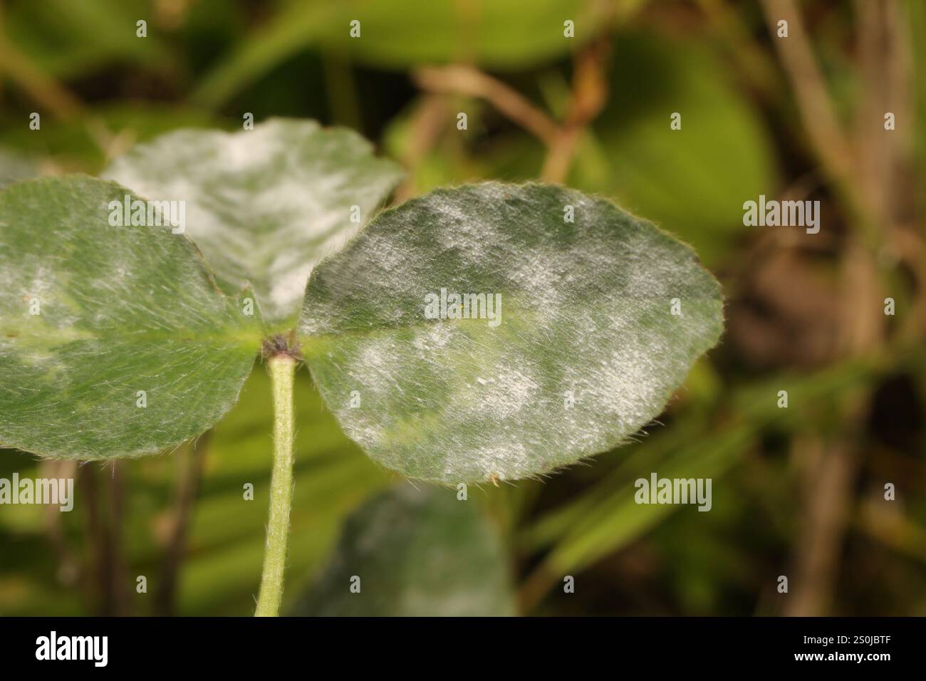 legume powdery mildew group (Erysiphe pisi Stock Photo - Alamy