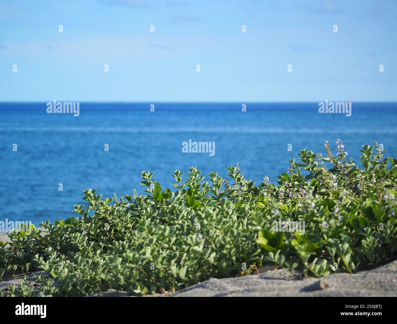 Beach Vitex (Vitex rotundifolia Stock Photo - Alamy