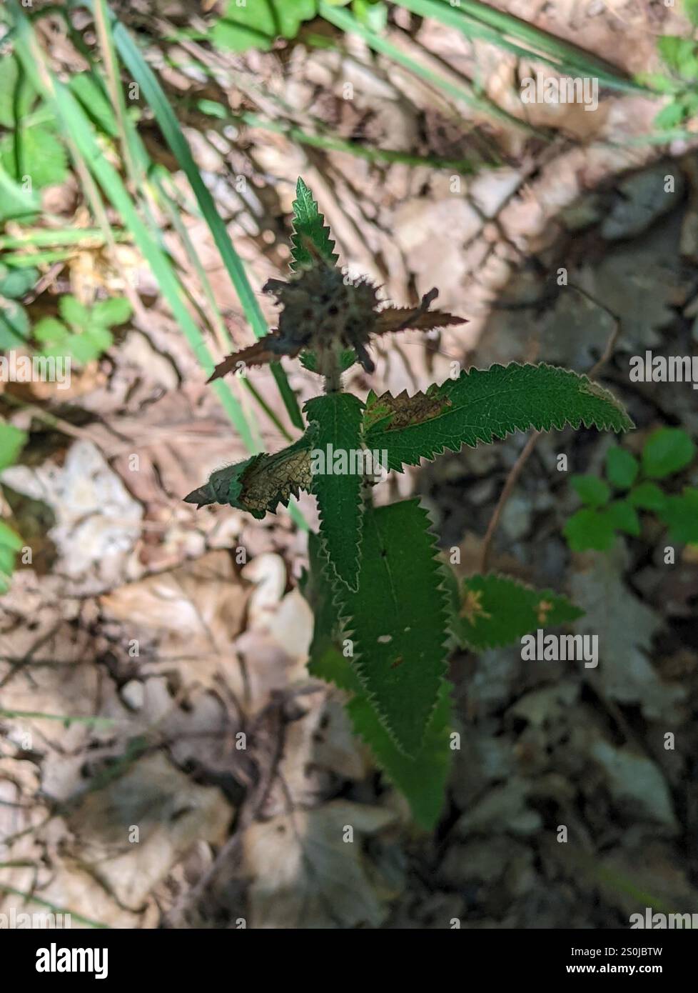common hedge-nettle (Betonica officinalis Stock Photo - Alamy