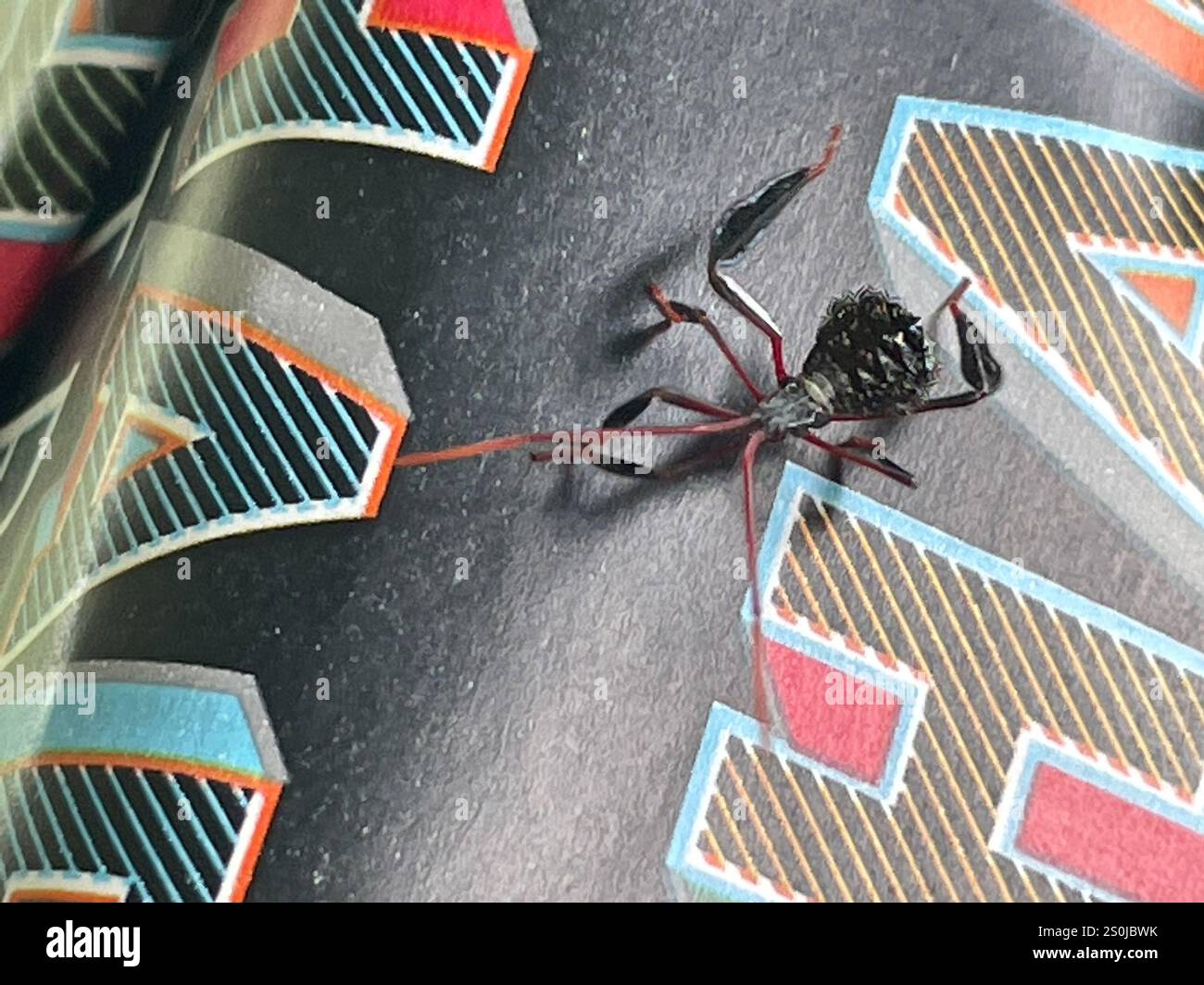 Florida Leaf-footed Bug (Acanthocephala femorata Stock Photo - Alamy