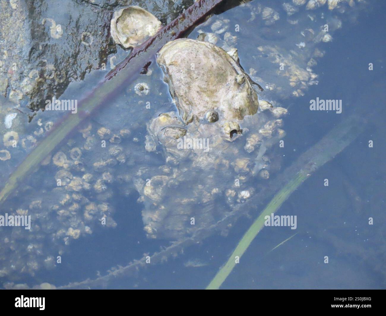 Pacific Oyster (Magallana gigas Stock Photo - Alamy