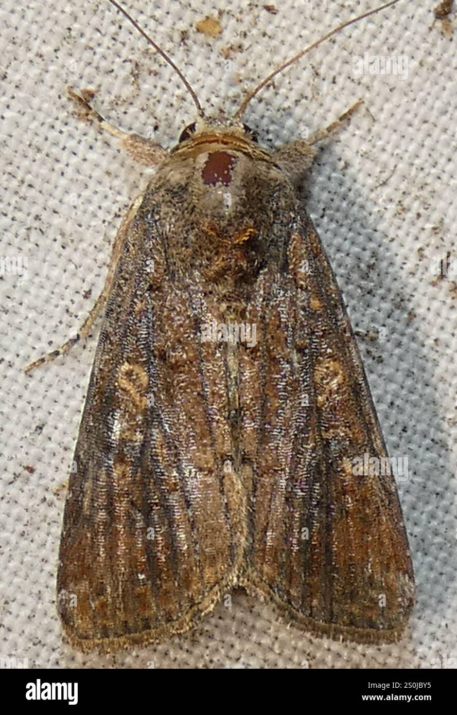 Fall Armyworm Moth (Spodoptera frugiperda Stock Photo - Alamy