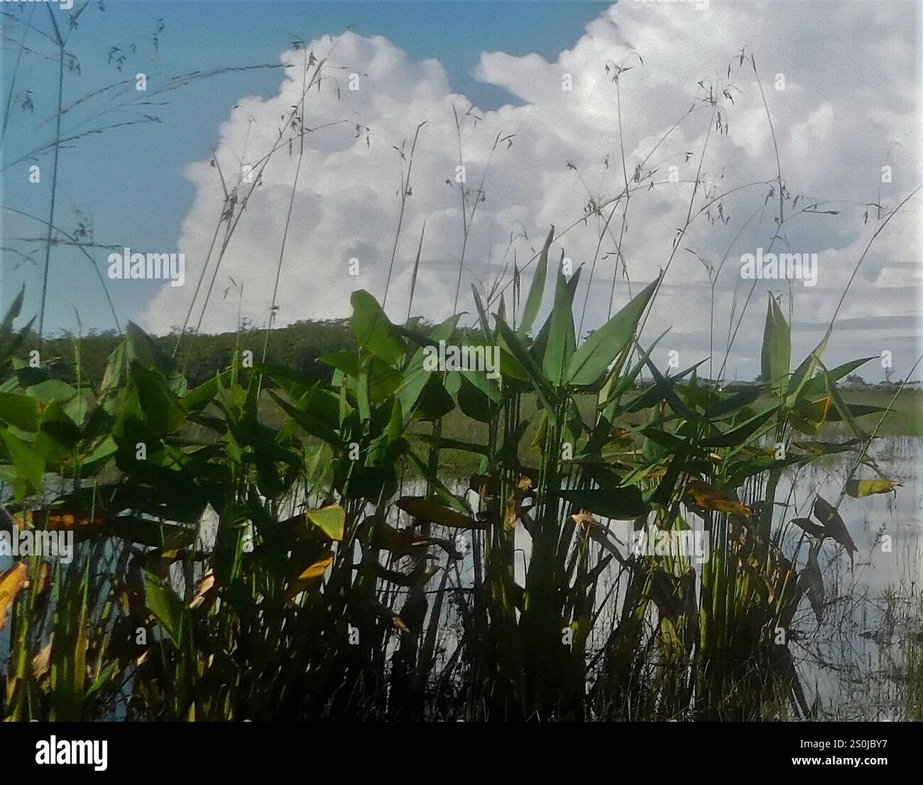 alligator flag (Thalia geniculata Stock Photo - Alamy