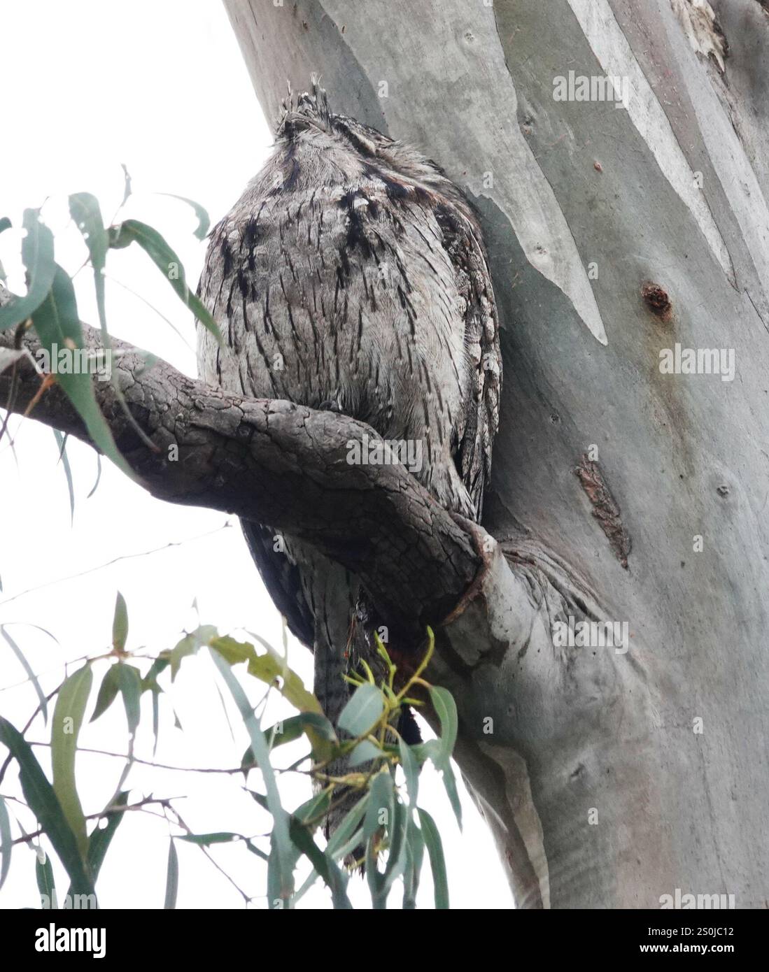 Tawny Frogmouth (Podargus strigoides Stock Photo - Alamy