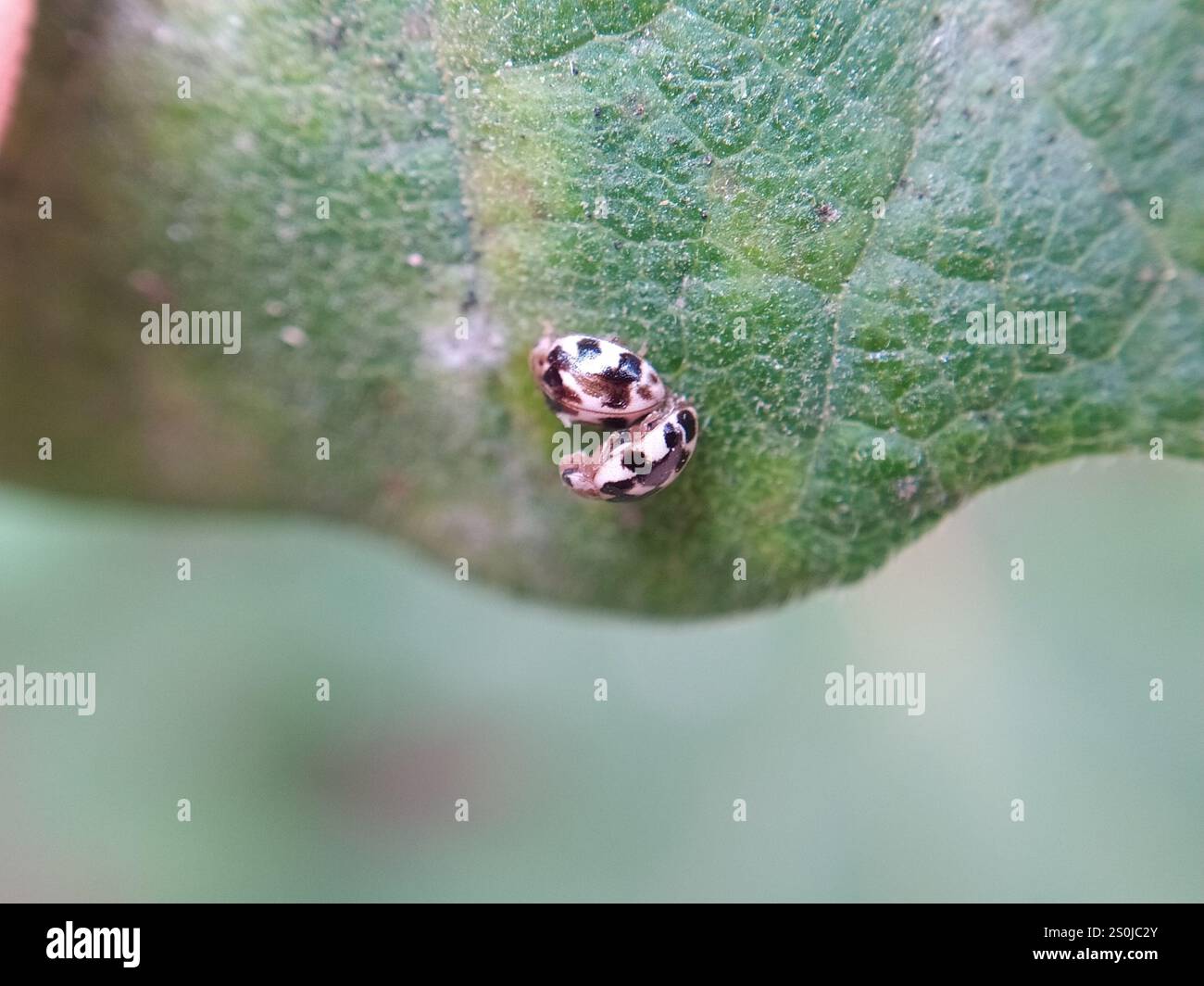 Twenty-spotted Lady Beetle (Psyllobora vigintimaculata Stock Photo - Alamy