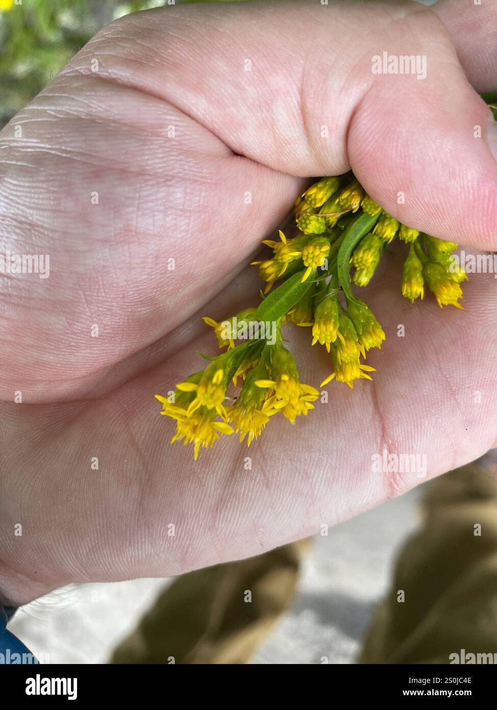 Granite Dome Goldenrod (Solidago simulans Stock Photo - Alamy
