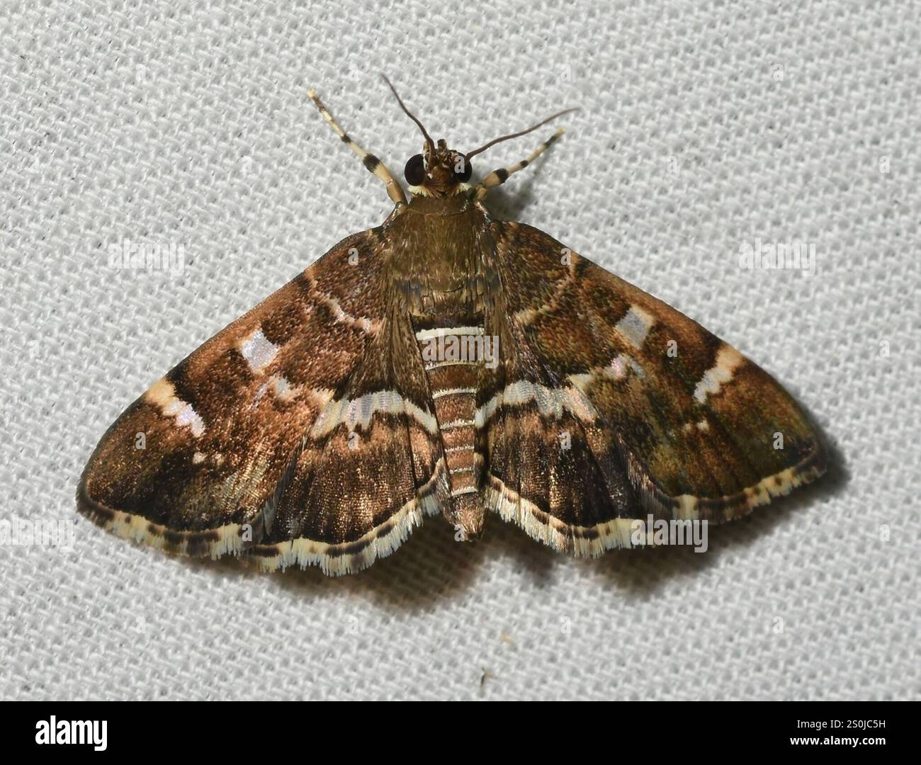 Spotted Beet Webworm Moth (Hymenia perspectalis Stock Photo - Alamy