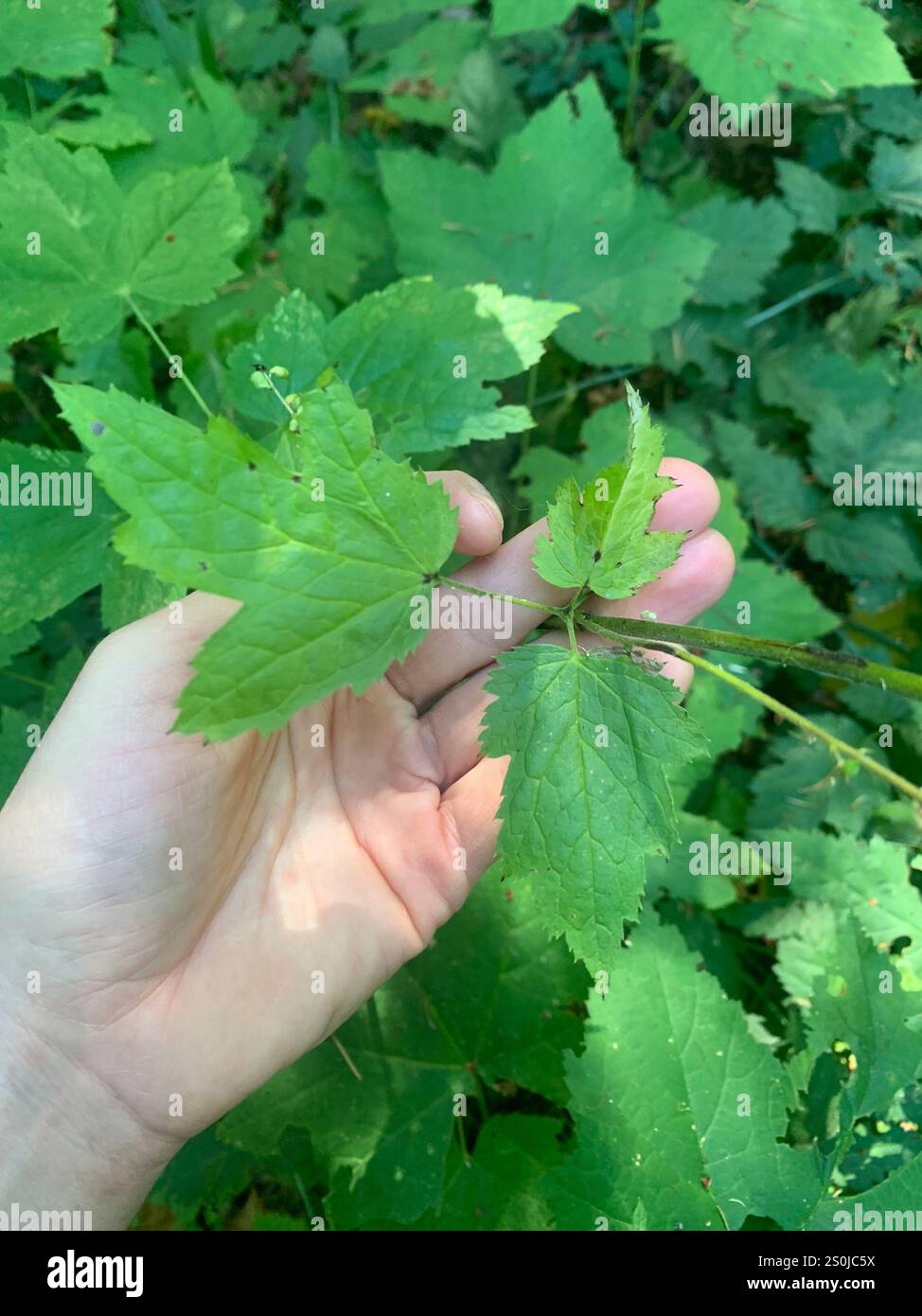 Tall Bugbane (Actaea elata Stock Photo - Alamy