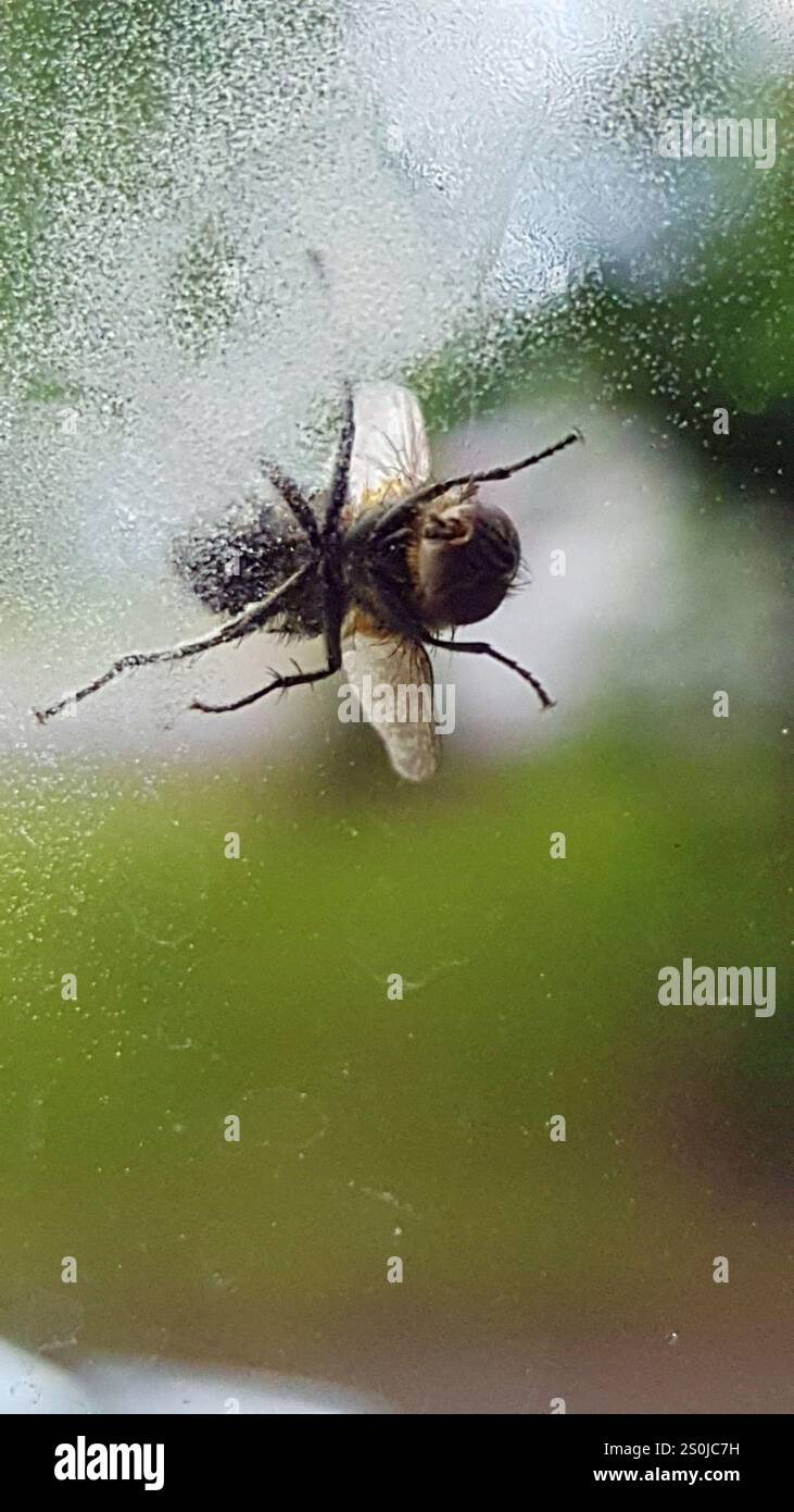 Fly Death Fungi (Entomophthora muscae Stock Photo - Alamy