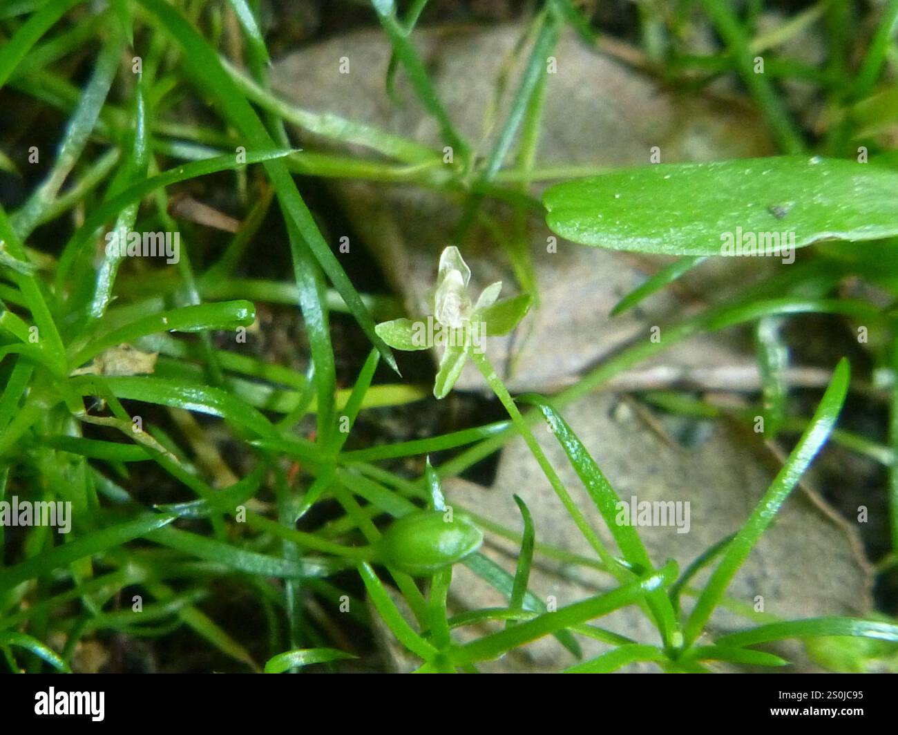 Procumbent Pearlwort (Sagina procumbens Stock Photo - Alamy
