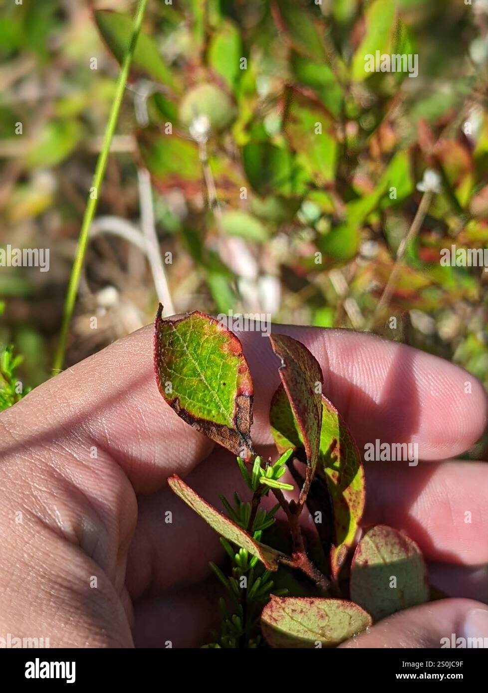 dwarf huckleberry (Gaylussacia dumosa Stock Photo - Alamy