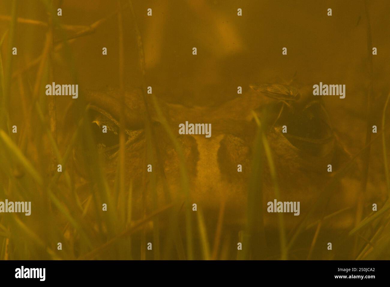 Eastern Leopard Toad (Sclerophrys pardalis Stock Photo - Alamy