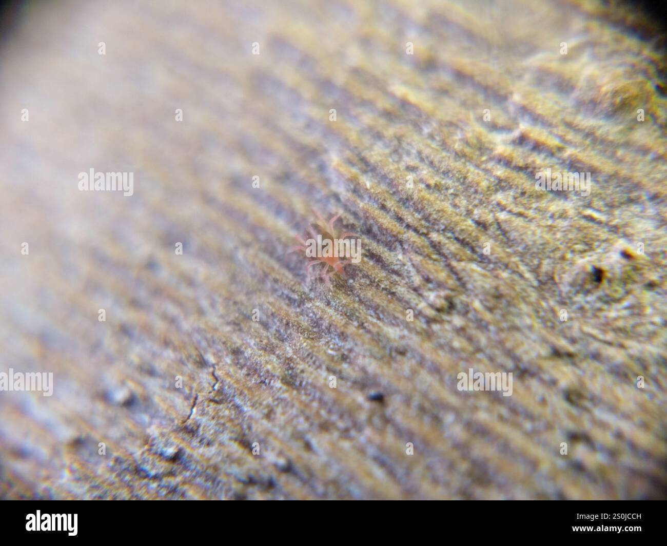 Snout Mites (Bdellidae Stock Photo - Alamy