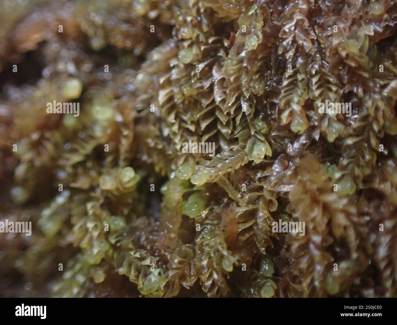 Droplet Notchwort (Lophozia guttulata Stock Photo - Alamy