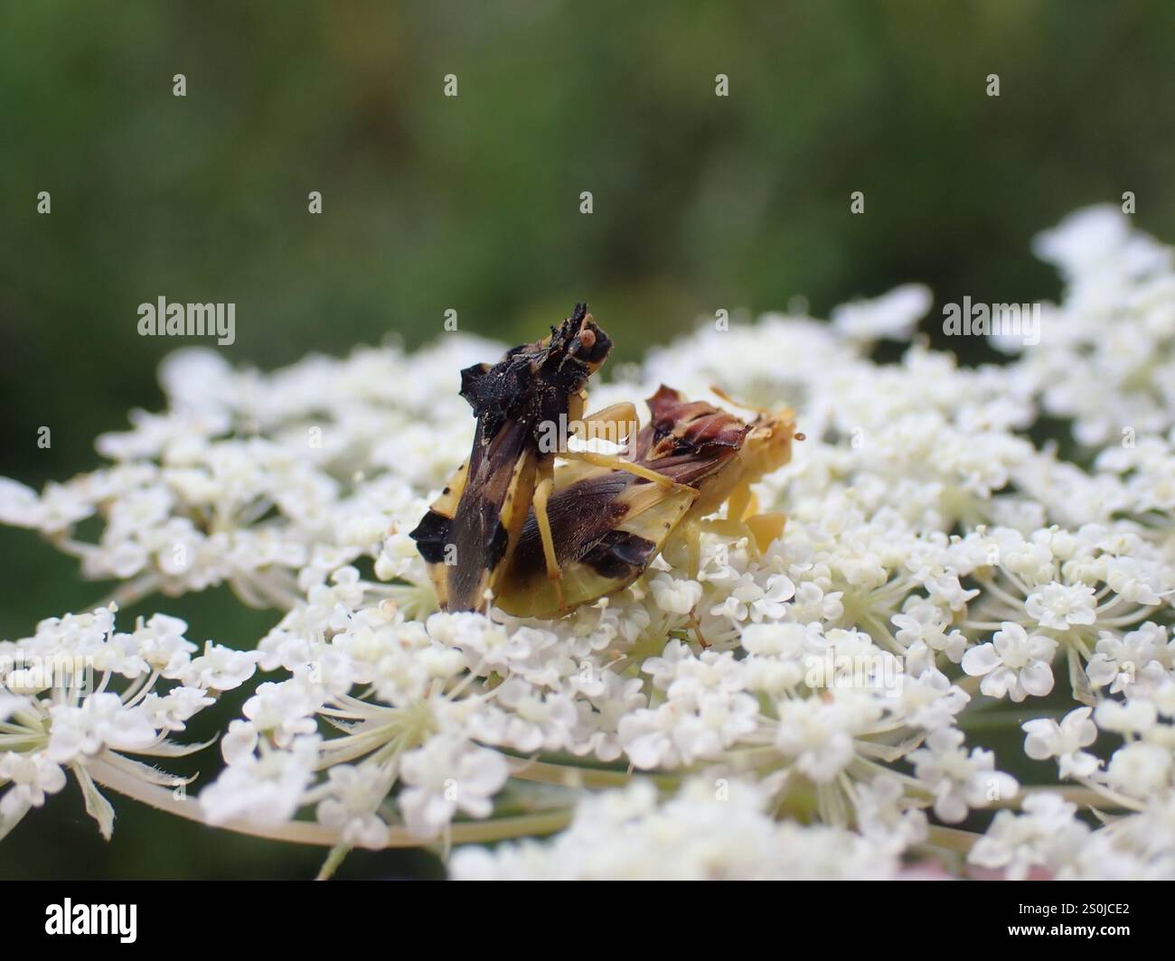 Jagged Ambush Bug (Phymata americana Stock Photo - Alamy