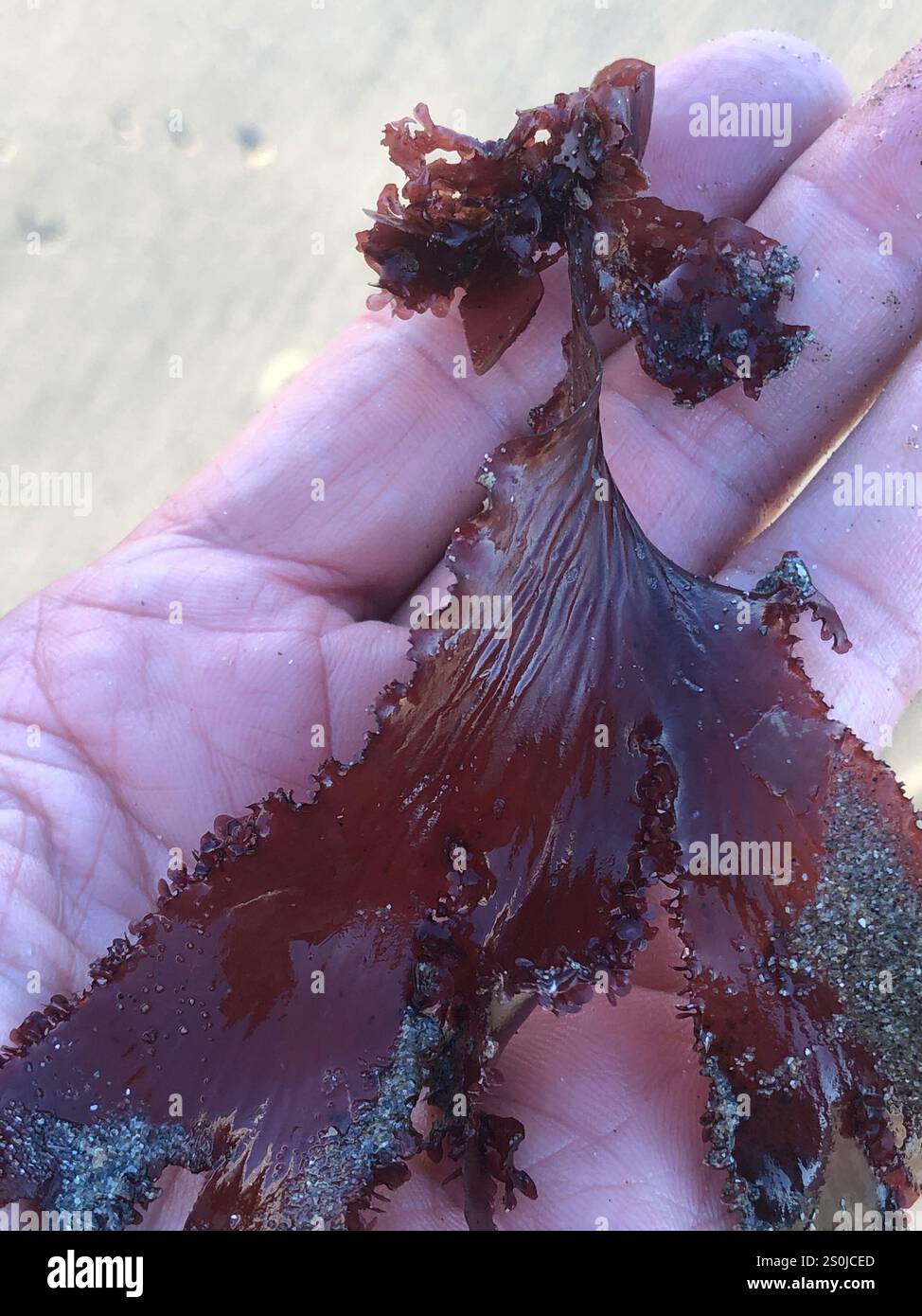 Grape Tongue (Cryptopleura ruprechtiana Stock Photo - Alamy