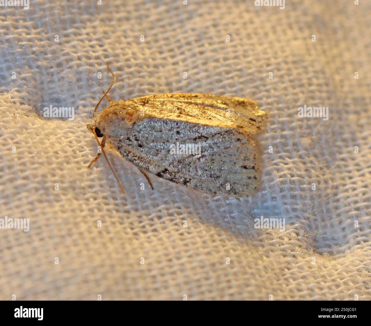 North American Black-headed Birch Leaffolder Moth (Acleris placidana ...