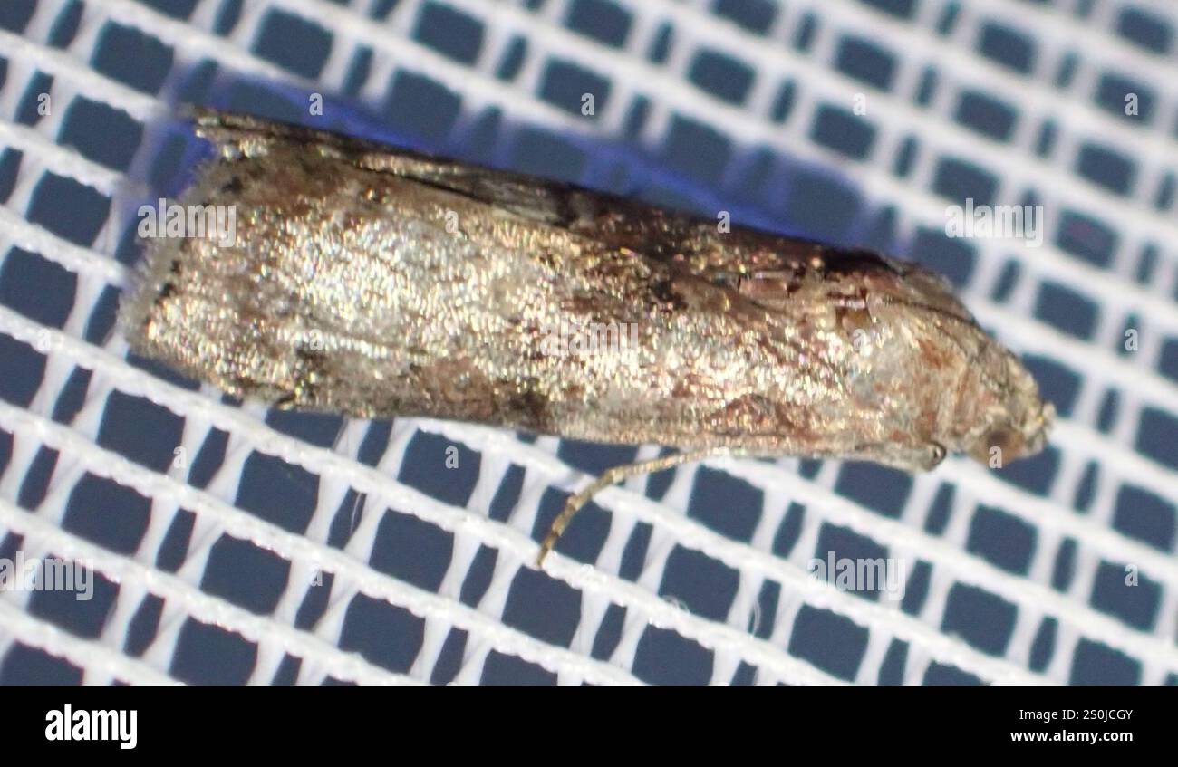 Dotted Oak Knot-horn (Phycita roborella Stock Photo - Alamy