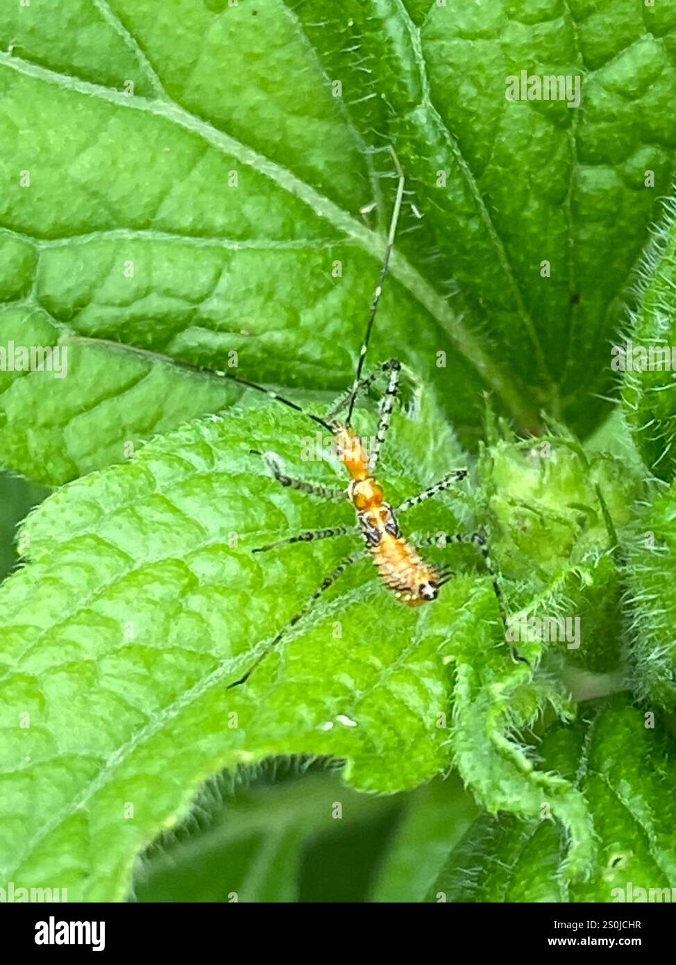 Leafhopper Assassin Bug (Zelus renardii Stock Photo - Alamy