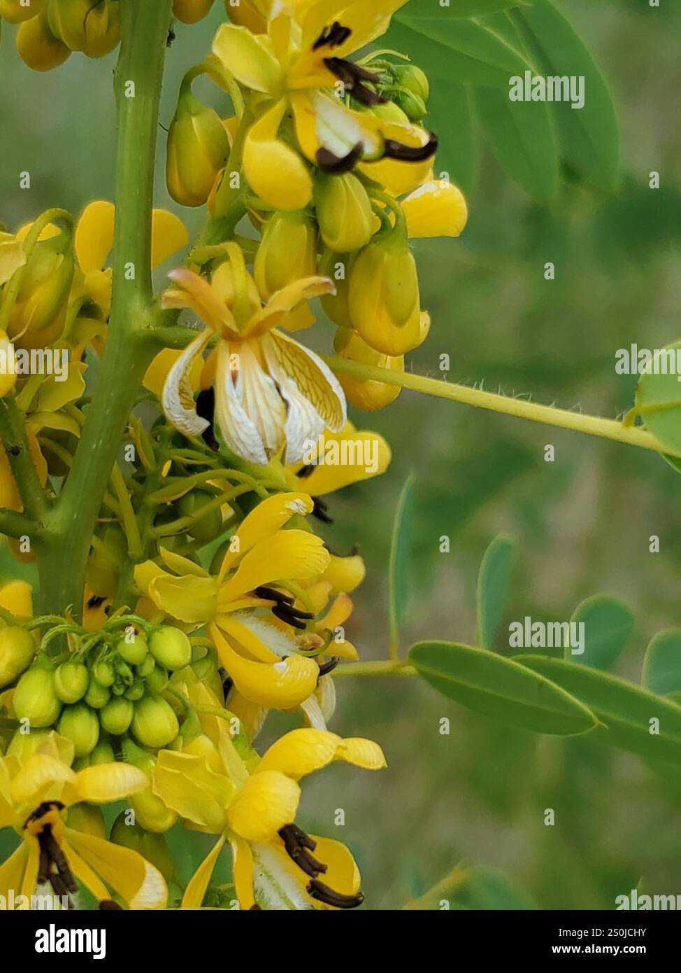 American senna (Senna hebecarpa Stock Photo - Alamy