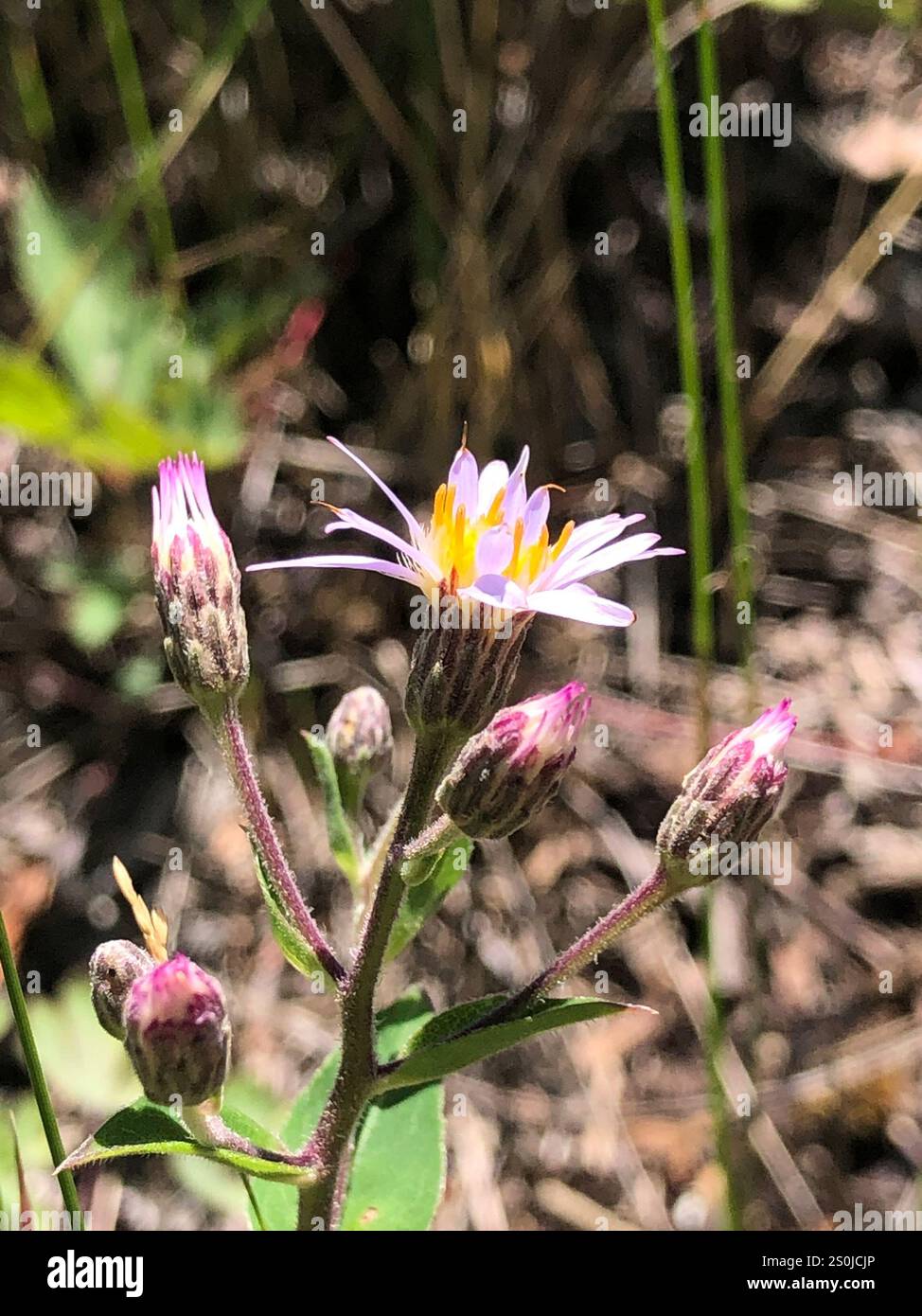 large-leaved aster (Eurybia macrophylla Stock Photo - Alamy