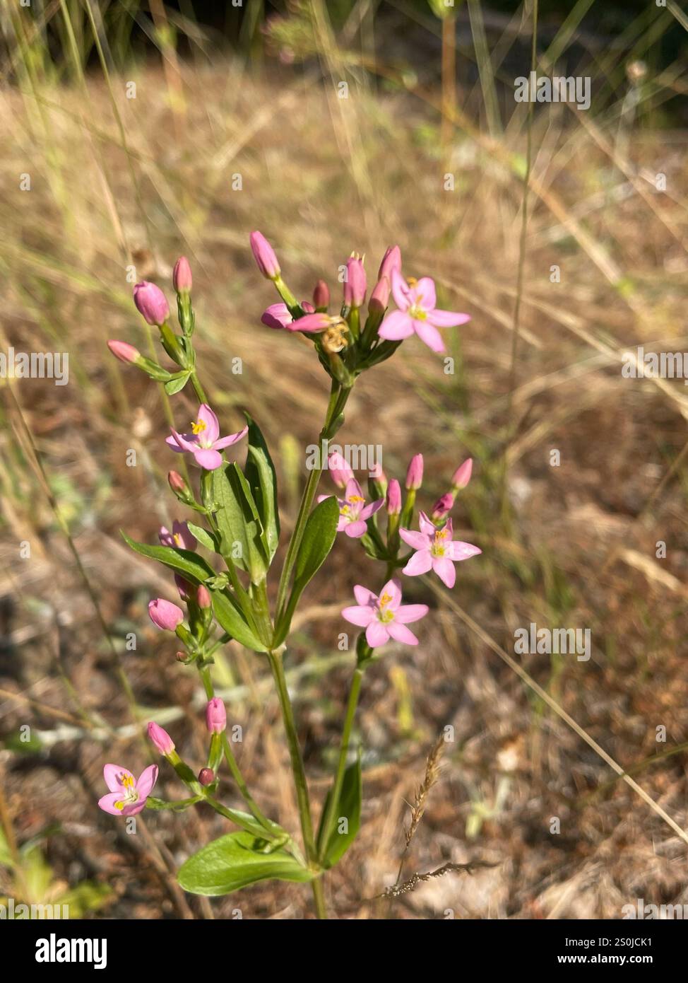 Common centaury (Centaurium erythraea Stock Photo - Alamy