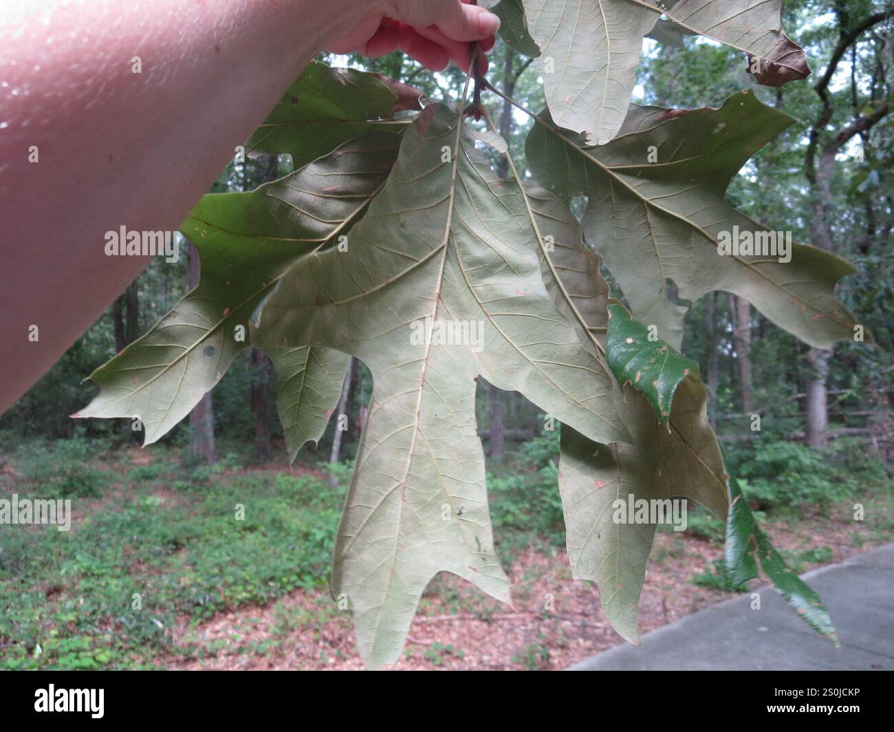 southern red oak (Quercus falcata Stock Photo - Alamy