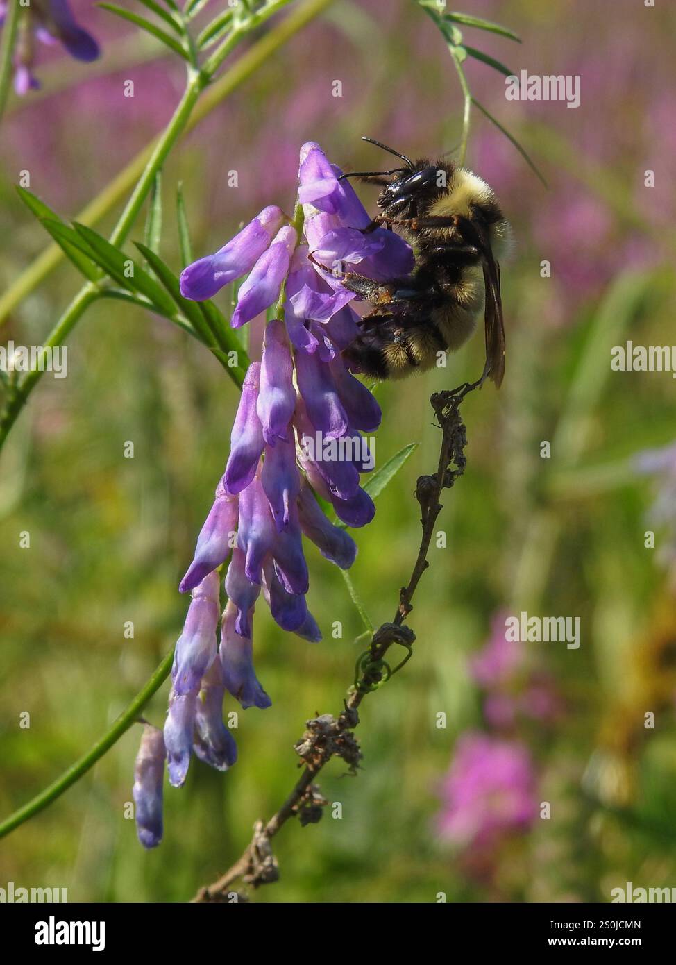 Golden Northern Bumble Bee (Bombus fervidus Stock Photo - Alamy