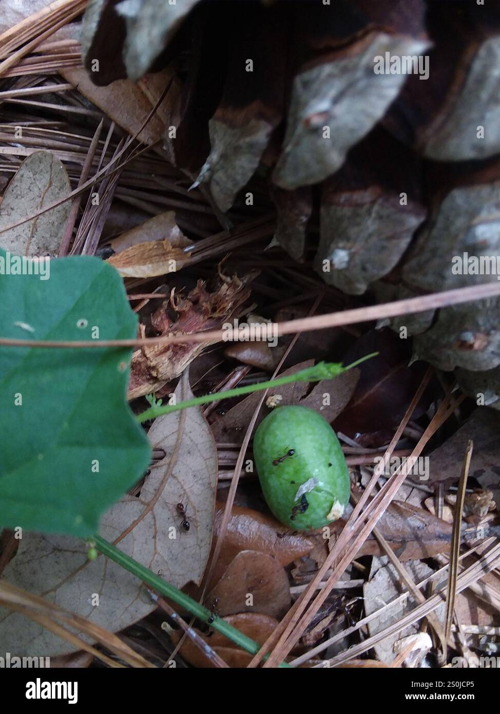 creeping cucumber (Melothria pendula Stock Photo - Alamy