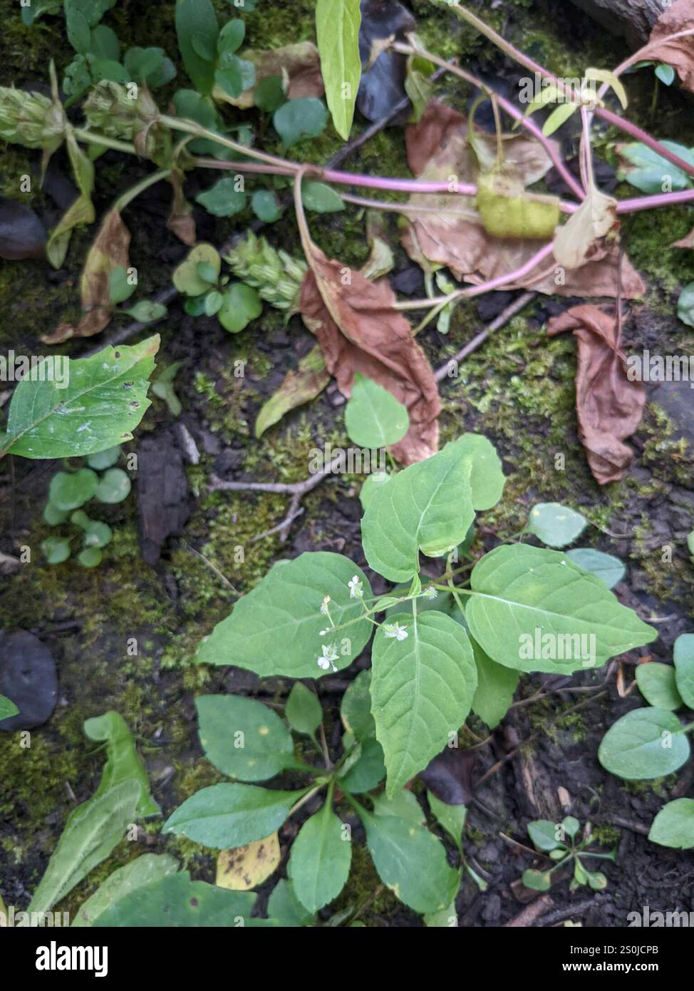 broadleaf enchanter's nightshade (Circaea canadensis Stock Photo - Alamy