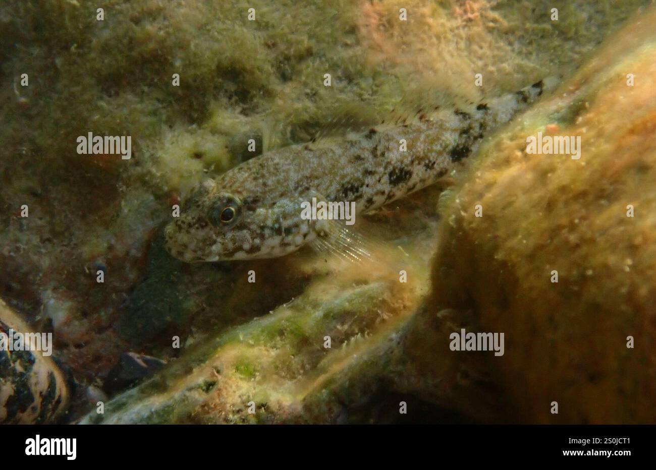 Giant Goby (Gobius cobitis Stock Photo - Alamy