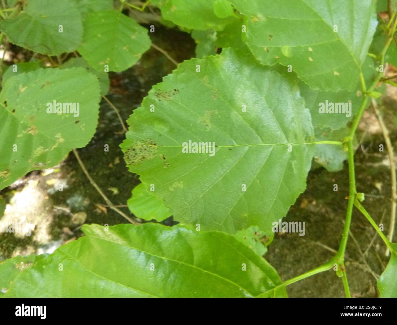 common alder (Alnus glutinosa Stock Photo - Alamy