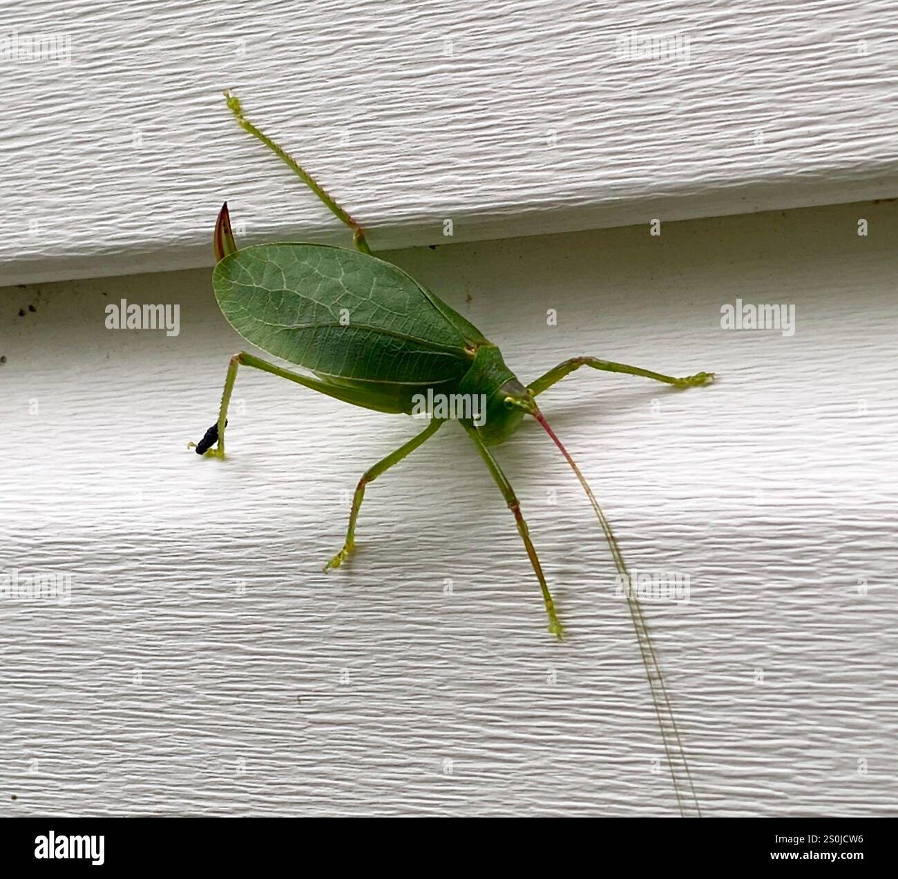 Common True Katydid (Pterophylla camellifolia Stock Photo - Alamy