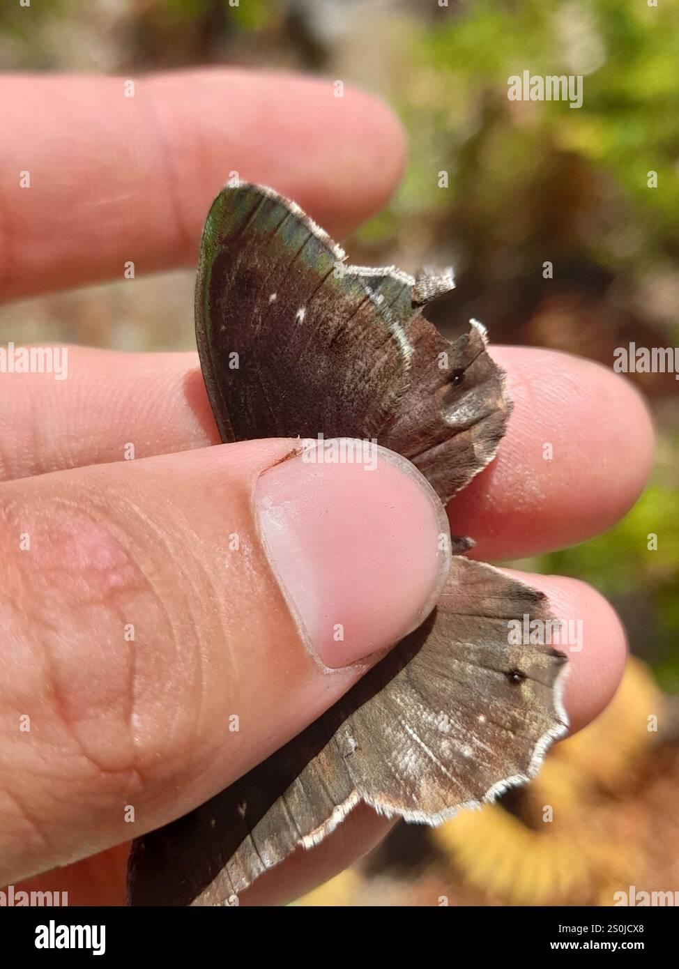 Tree Grayling (Hipparchia statilinus Stock Photo - Alamy