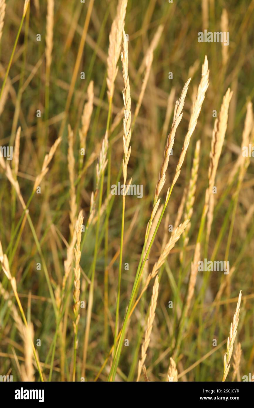Wild Ryes and Wheatgrasses (Elymus Stock Photo - Alamy