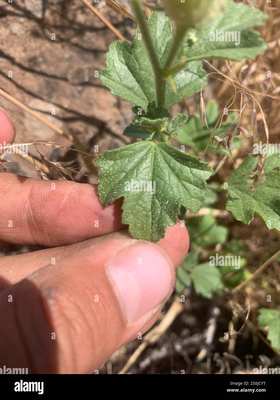 Baker's globe mallow (Iliamna bakeri Stock Photo - Alamy