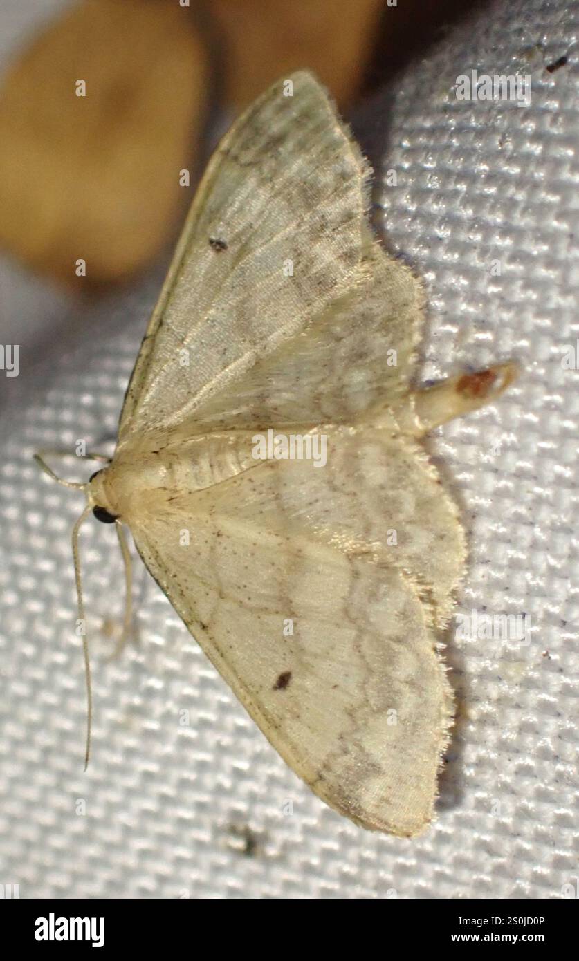 Small Fan-footed Wave (Idaea biselata Stock Photo - Alamy