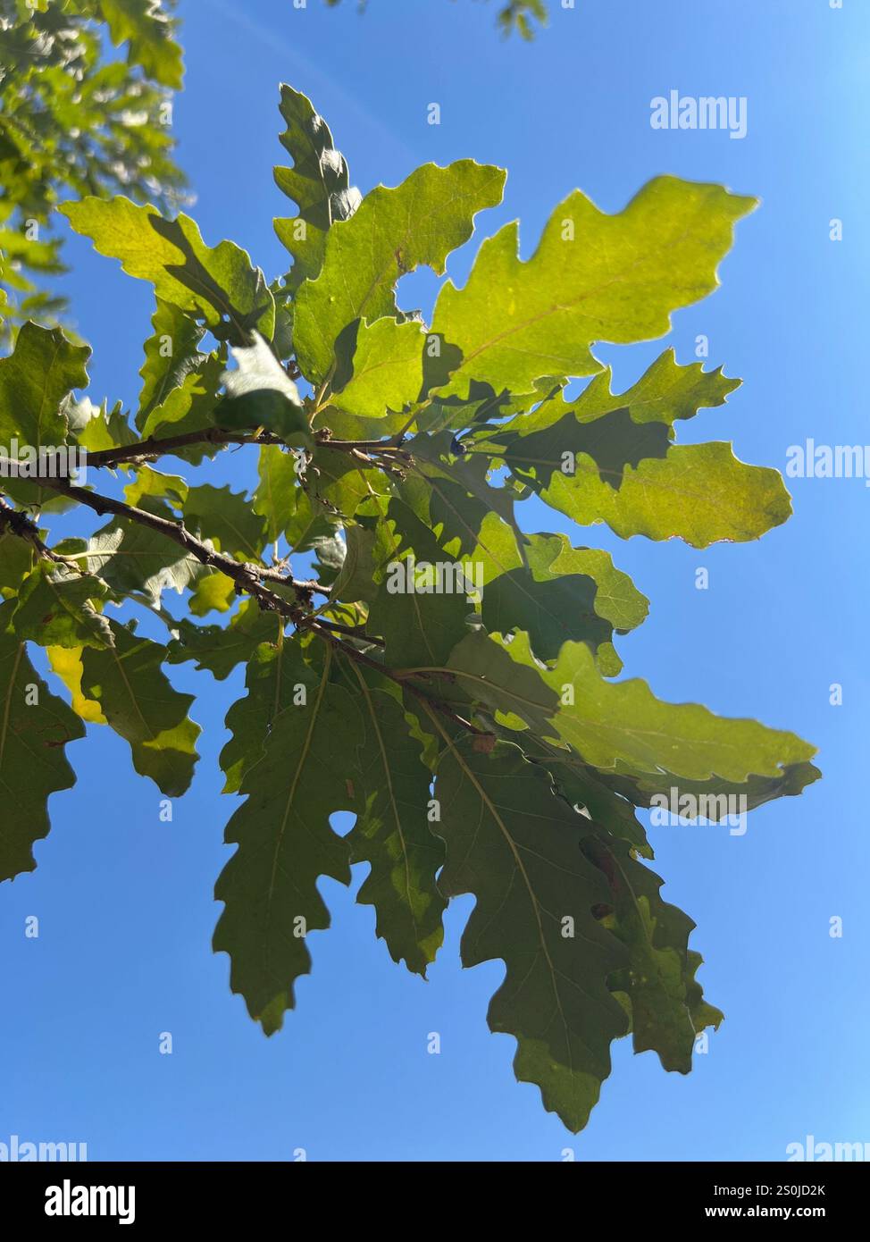 Turkey Oak (Quercus cerris Stock Photo - Alamy
