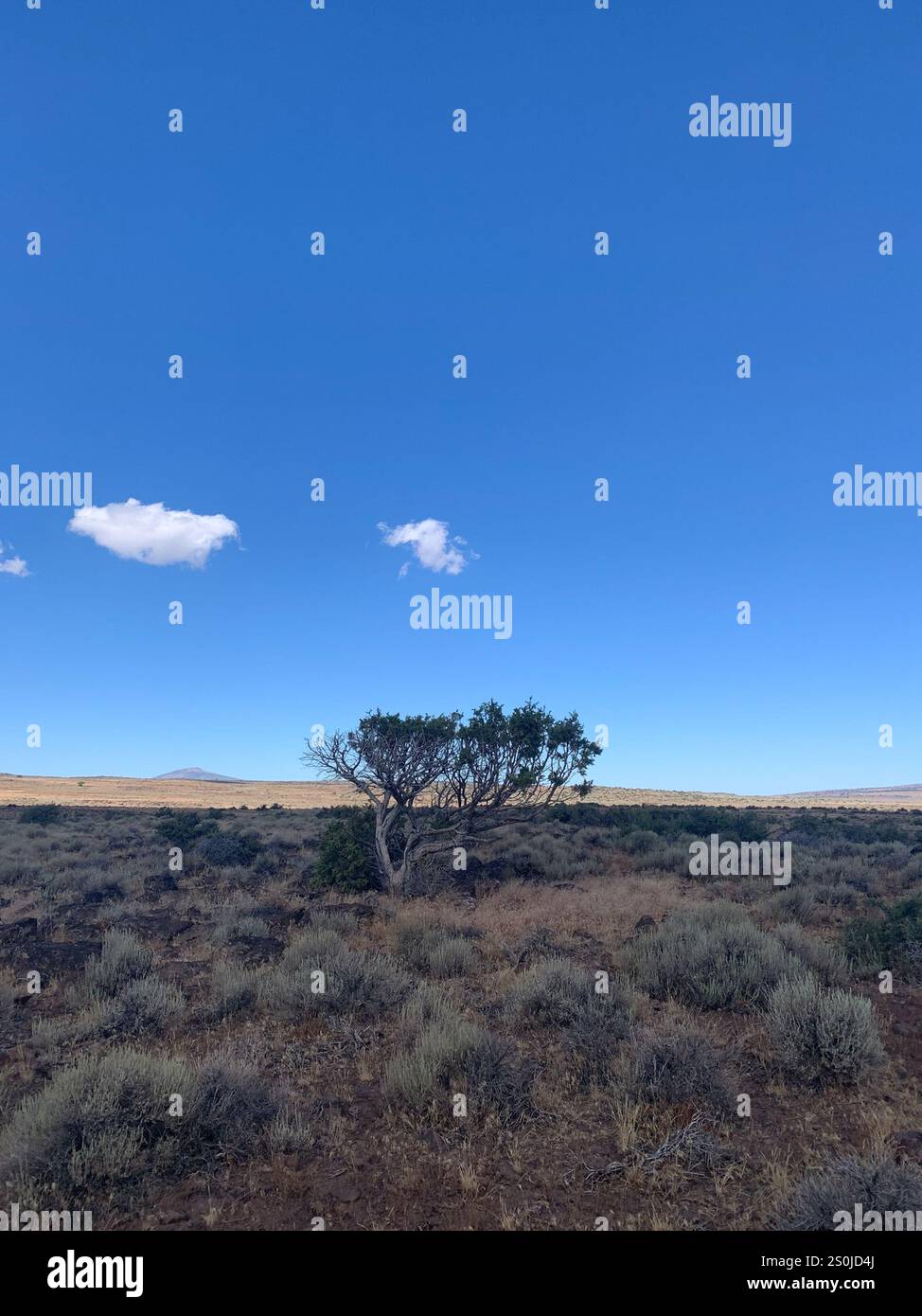 western juniper (Juniperus occidentalis Stock Photo - Alamy