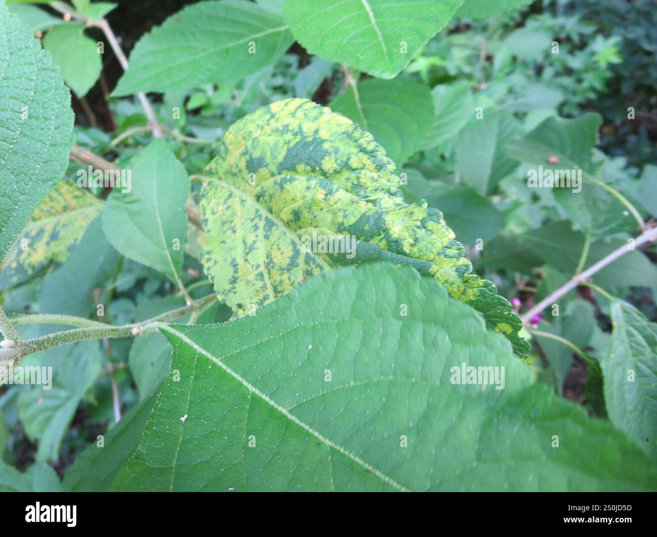 Cucumber mosaic virus (Cucumovirus cmv Stock Photo - Alamy