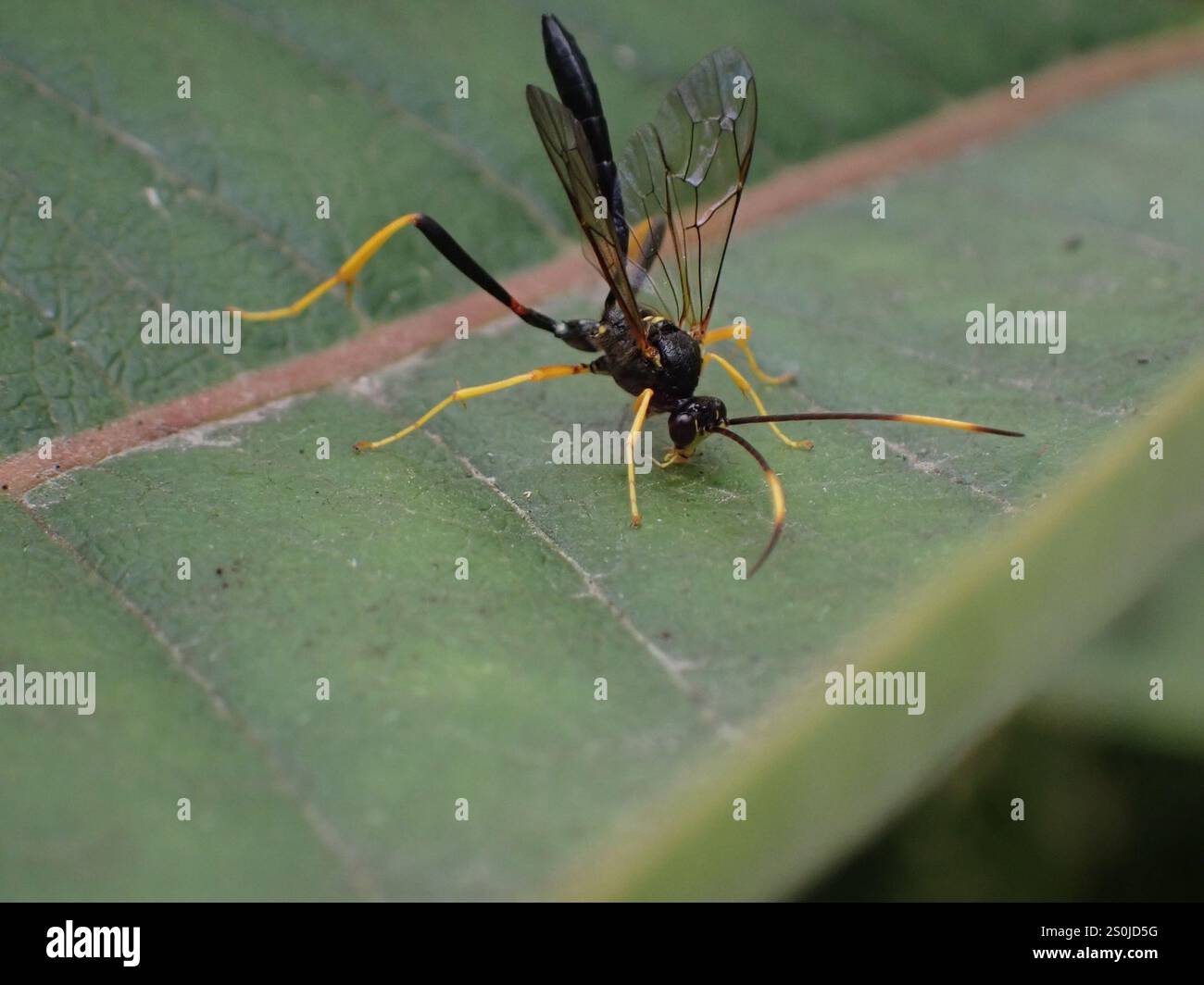 Ichneumonid Wasps (Ichneumonidae Stock Photo - Alamy