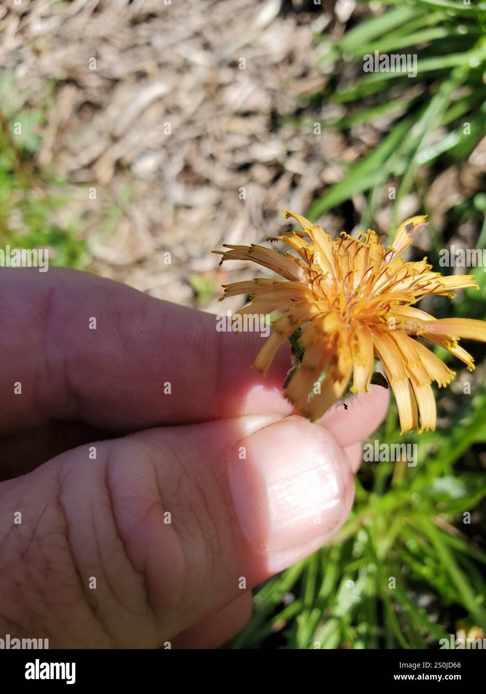 orange agoseris (Agoseris aurantiaca Stock Photo - Alamy