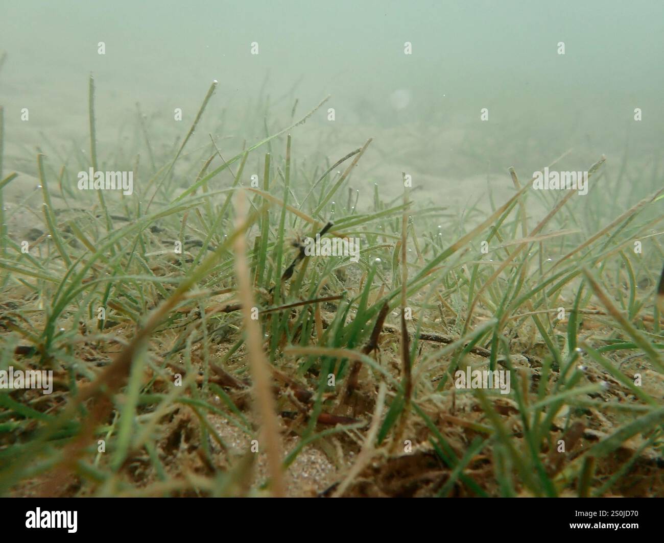 dwarf eelgrass (Zostera noltei Stock Photo - Alamy